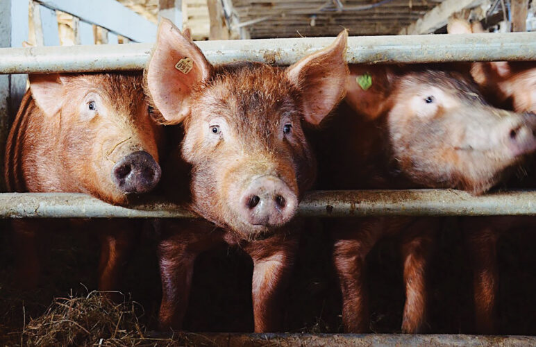 Pig Fencing Ideas: How to Build a Pig Fence - Grit